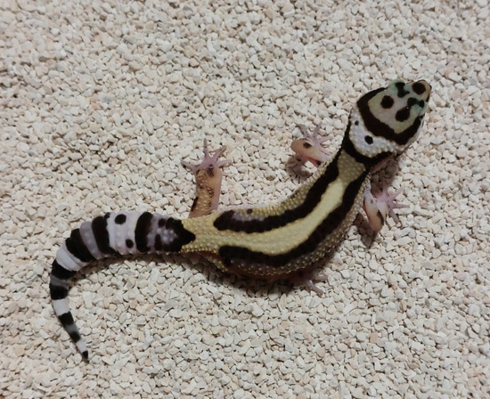 Fire Bold Bandit X Black Night Leopard Gecko by NR-Geckos