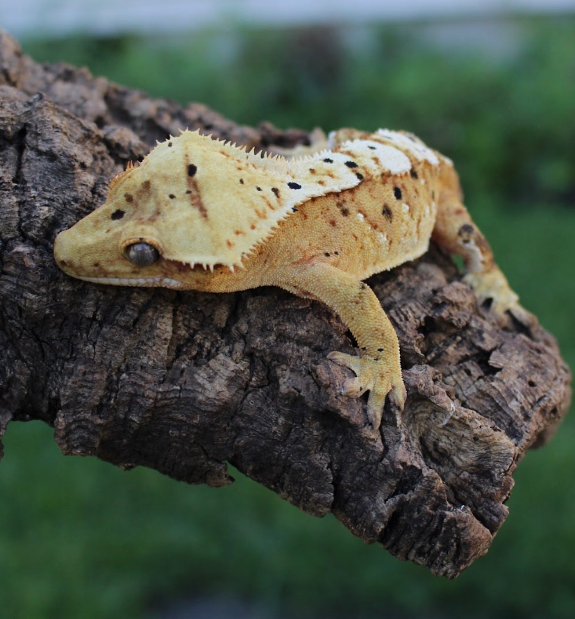 RTB Yellow Harlequin Dalamatian Crested Gecko by Sinful Scales LLC ...