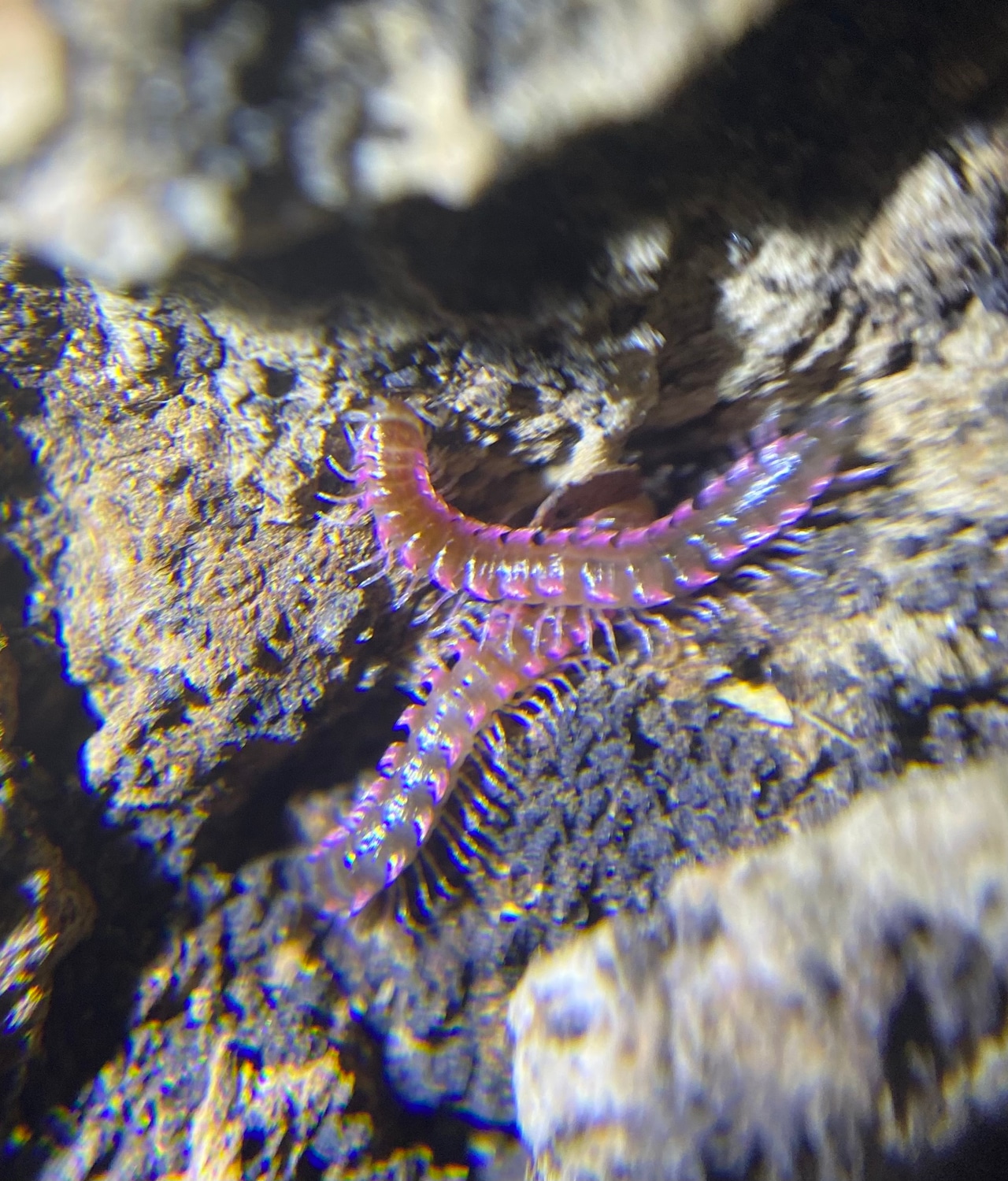 Pink Dragon ( Desmoxytes Planata )$20 Each Millipede by Sinful Scales ...