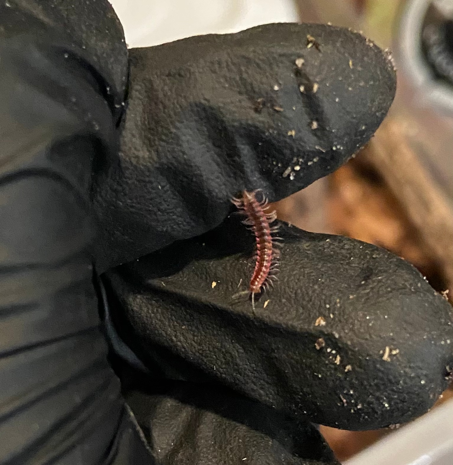 5ct Pink Dragon ( Desmoxytes Planata ) Millipede by Sinful Scales LLC ...