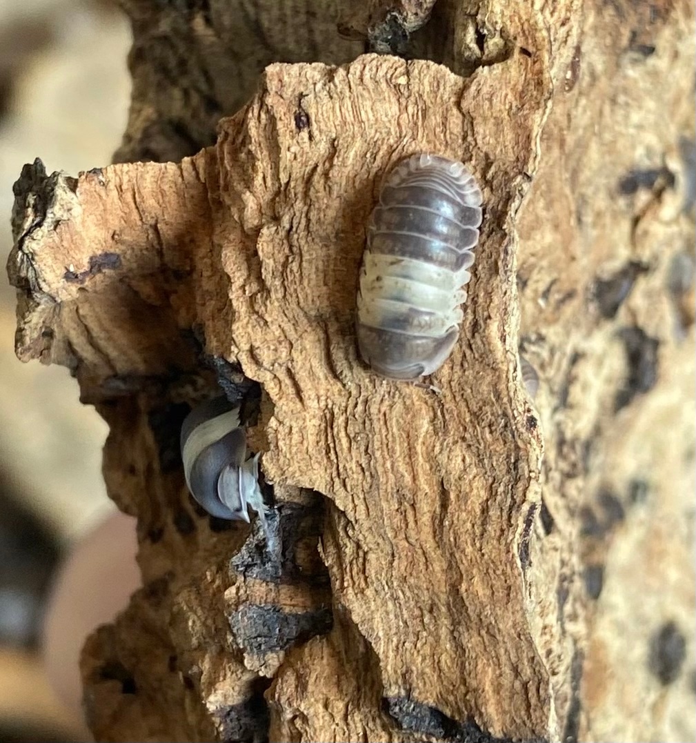 Cubaris SP. "Panda King" $4 Each Isopod by Sinful Scales LLC - MorphMarket