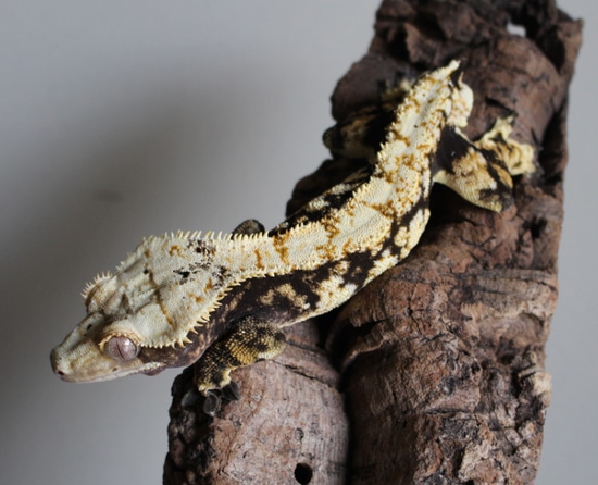 *Smoke Show* Extreme Harlequin Crested Gecko by Sinful Scales LLC