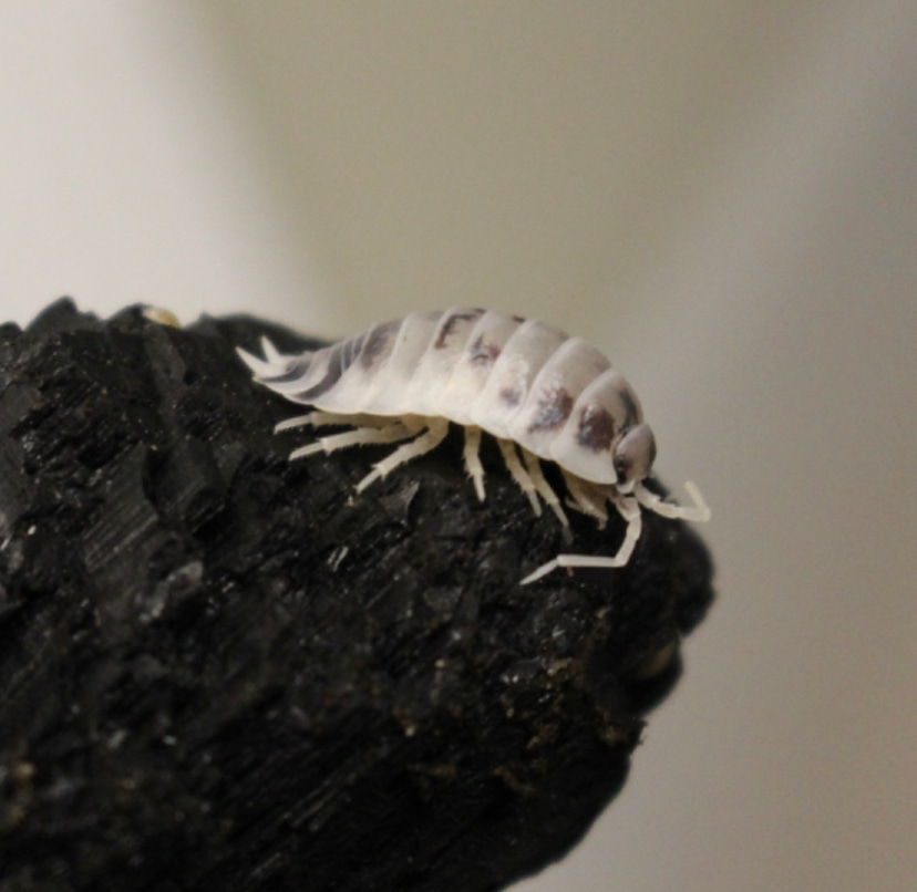 Porcellio Laevis Dairy Cow $1 Each Isopod by Sinful Scales LLC ...