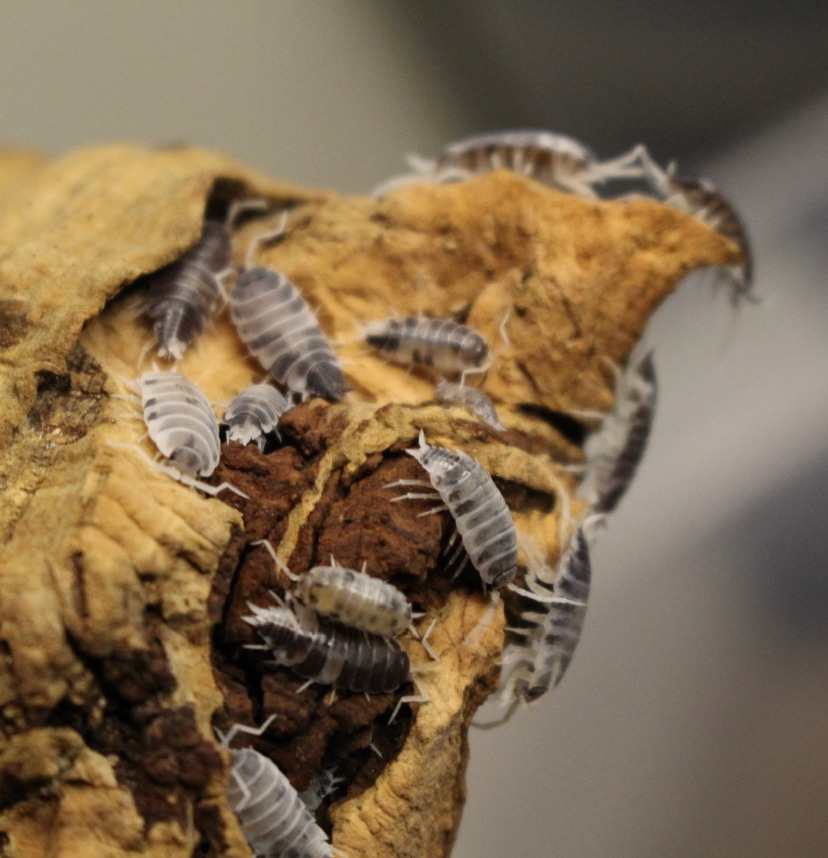 Porcellionides Pruinosus Oreo Crumble $2 Each Isopod by Sinful Scales ...