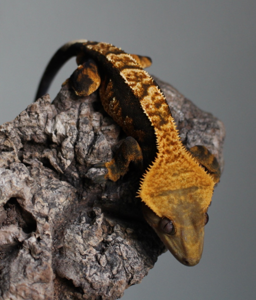 RTB Halloween Crested Gecko by Sinful Scales LLC - MorphMarket