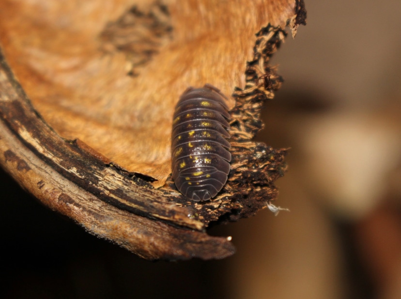 Armadillidium Granulatum $2 Each Isopod by Sinful Scales LLC - MorphMarket