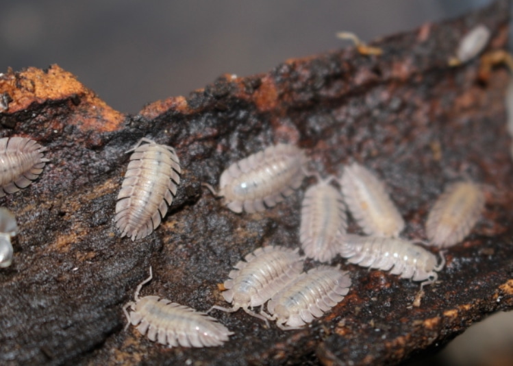 Porcellio Spatulatus $8 Each Isopod by Sinful Scales LLC - MorphMarket
