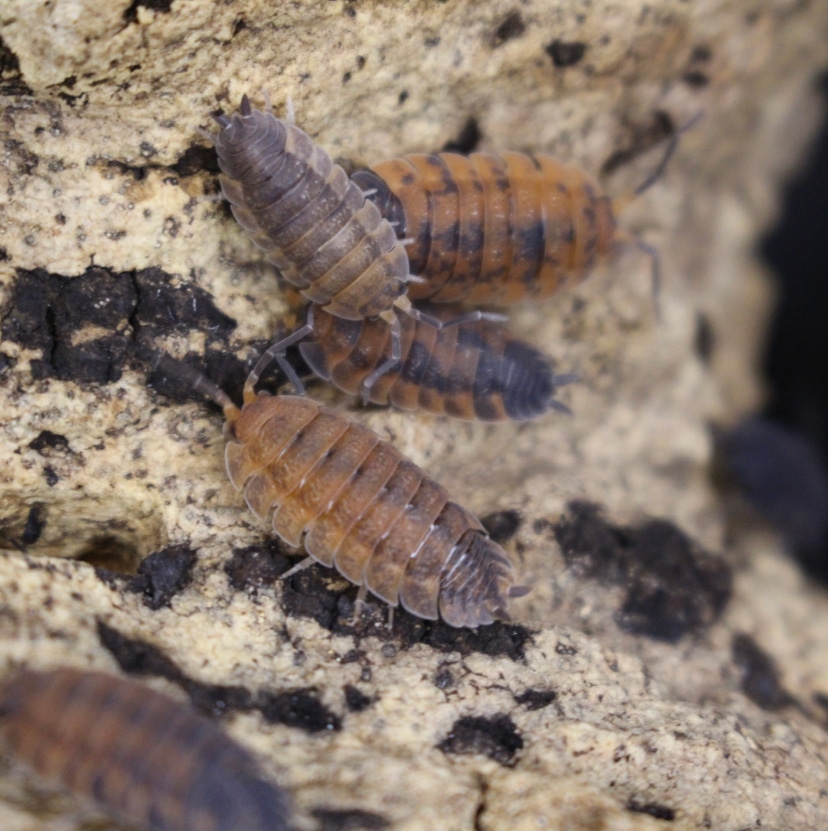 Porcellio Scaber Lava $3.50 Each Isopod by Sinful Scales LLC - MorphMarket