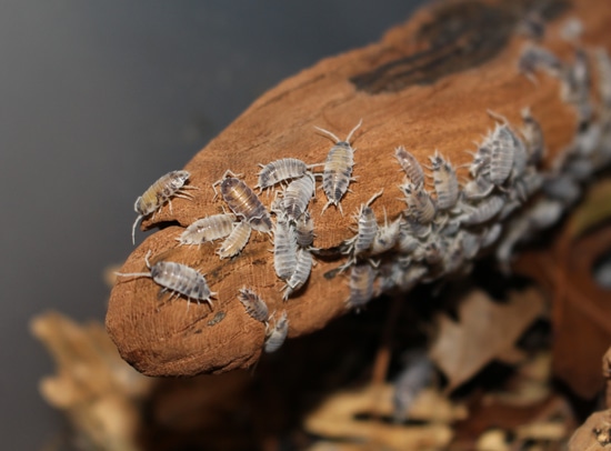 Porcellionides Pruinosus Oreo Crumble $1 Each Isopod by Sinful Scales LLC