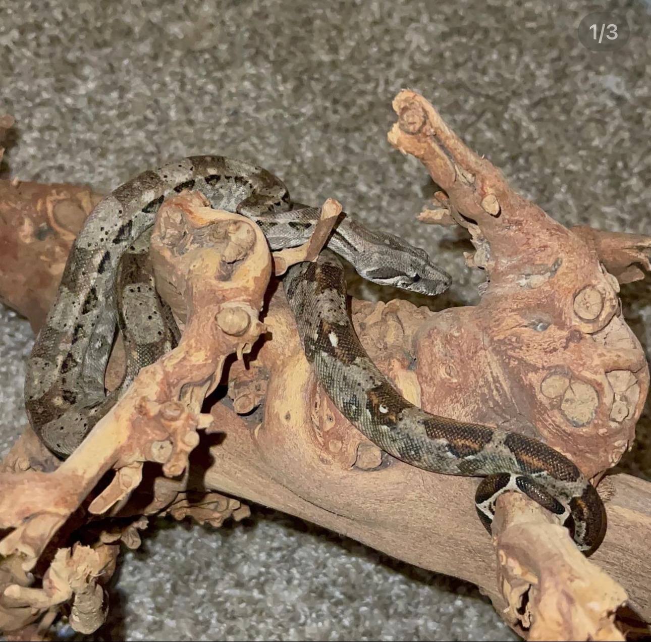 Crawl Cay Boa Constrictor by RJ Locality Boas - MorphMarket