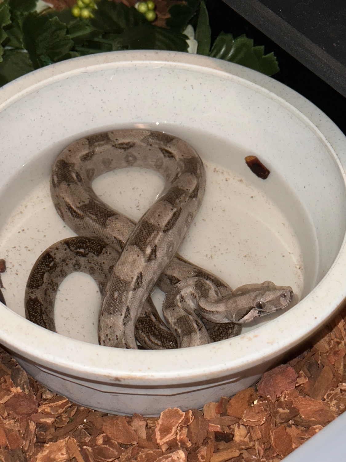 Crawl Cay Boa Constrictor by RJ Locality Boas - MorphMarket