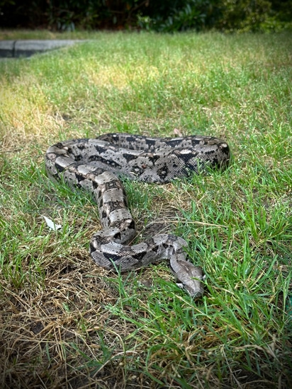 Crawl Cay BCI Boa Constrictor by RJ Locality Boas
