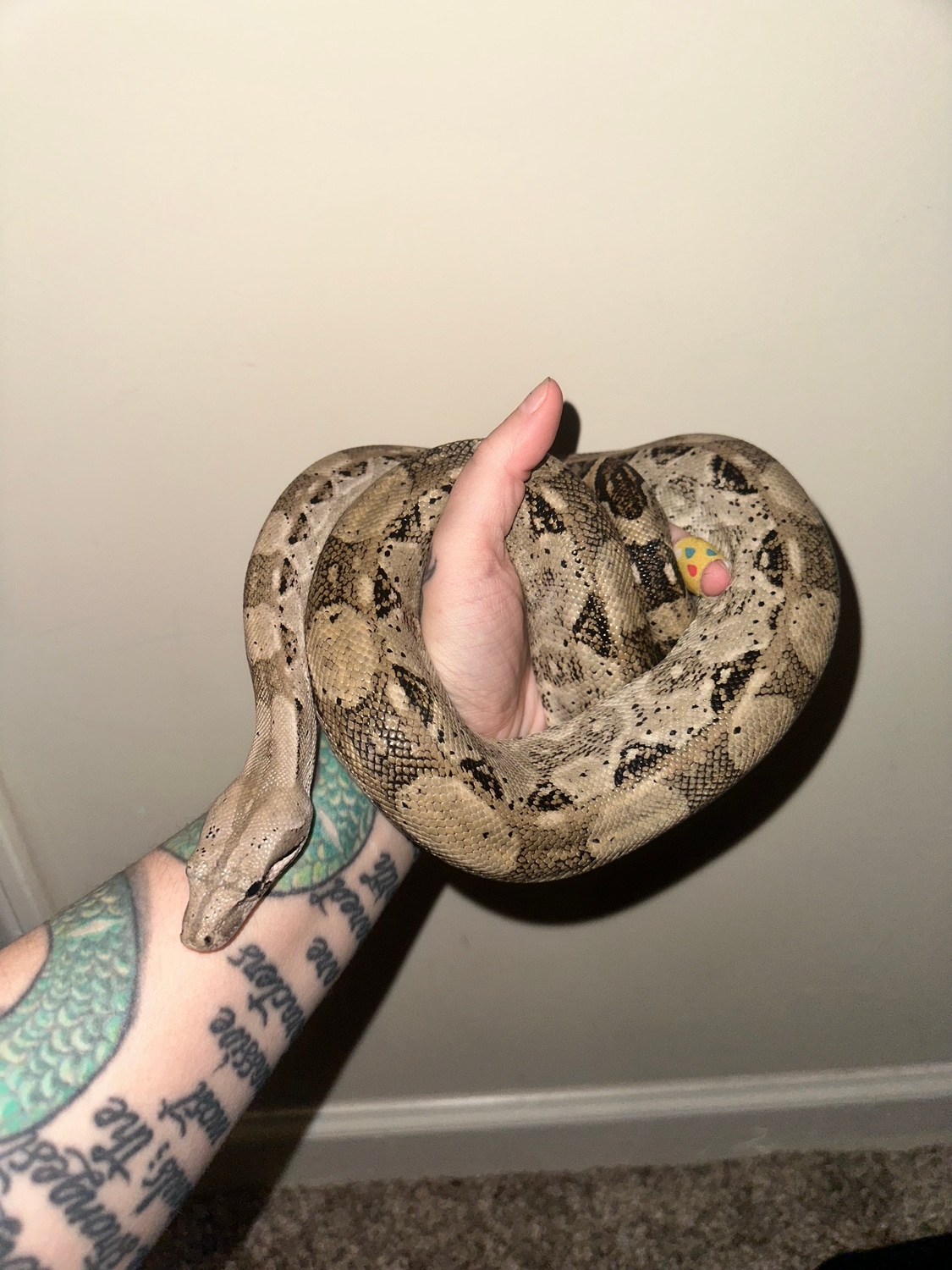 Crawl Cay Boa Constrictor by RJ Locality Boas - MorphMarket