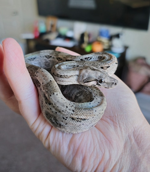 2024 Crawl Cay Male Boa Constrictor by RJ Locality Boas