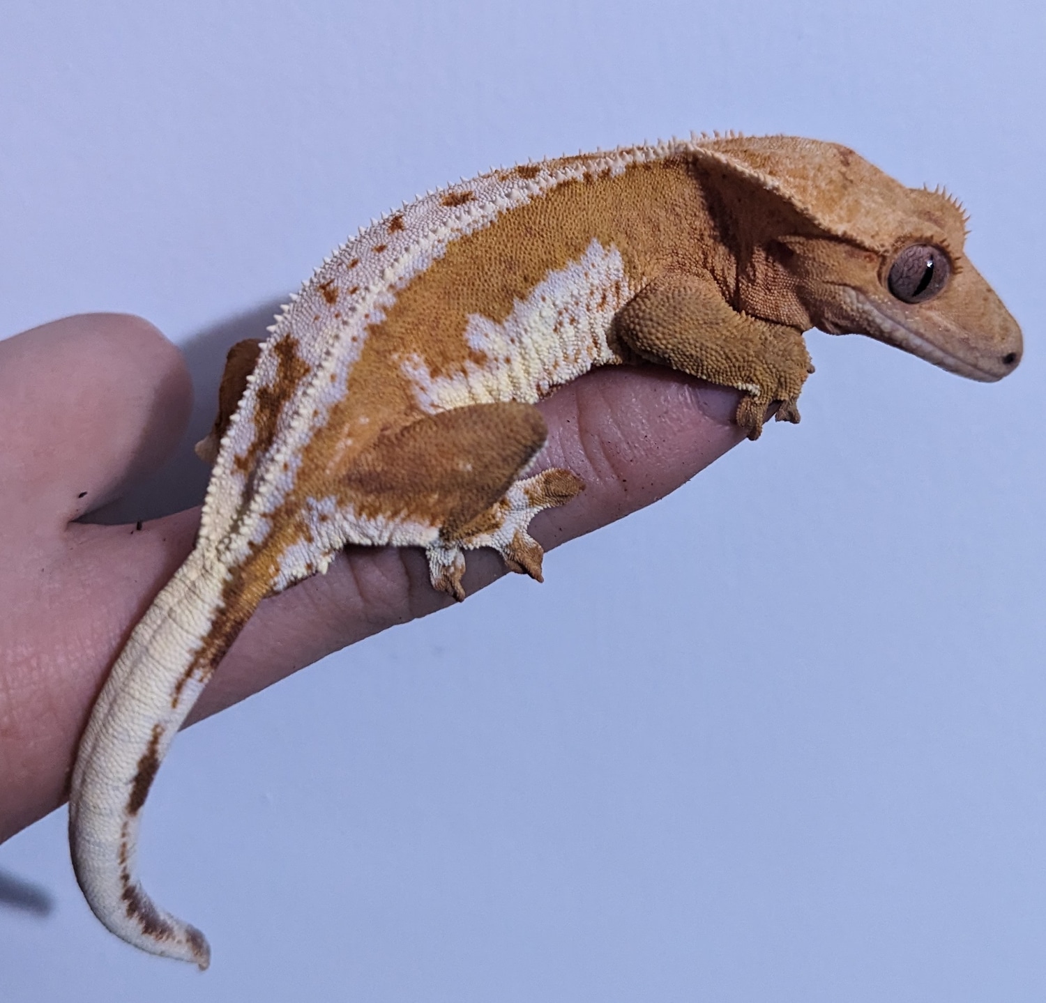 Lily White Gravid Crested Gecko by Foxglove Reptiles - MorphMarket
