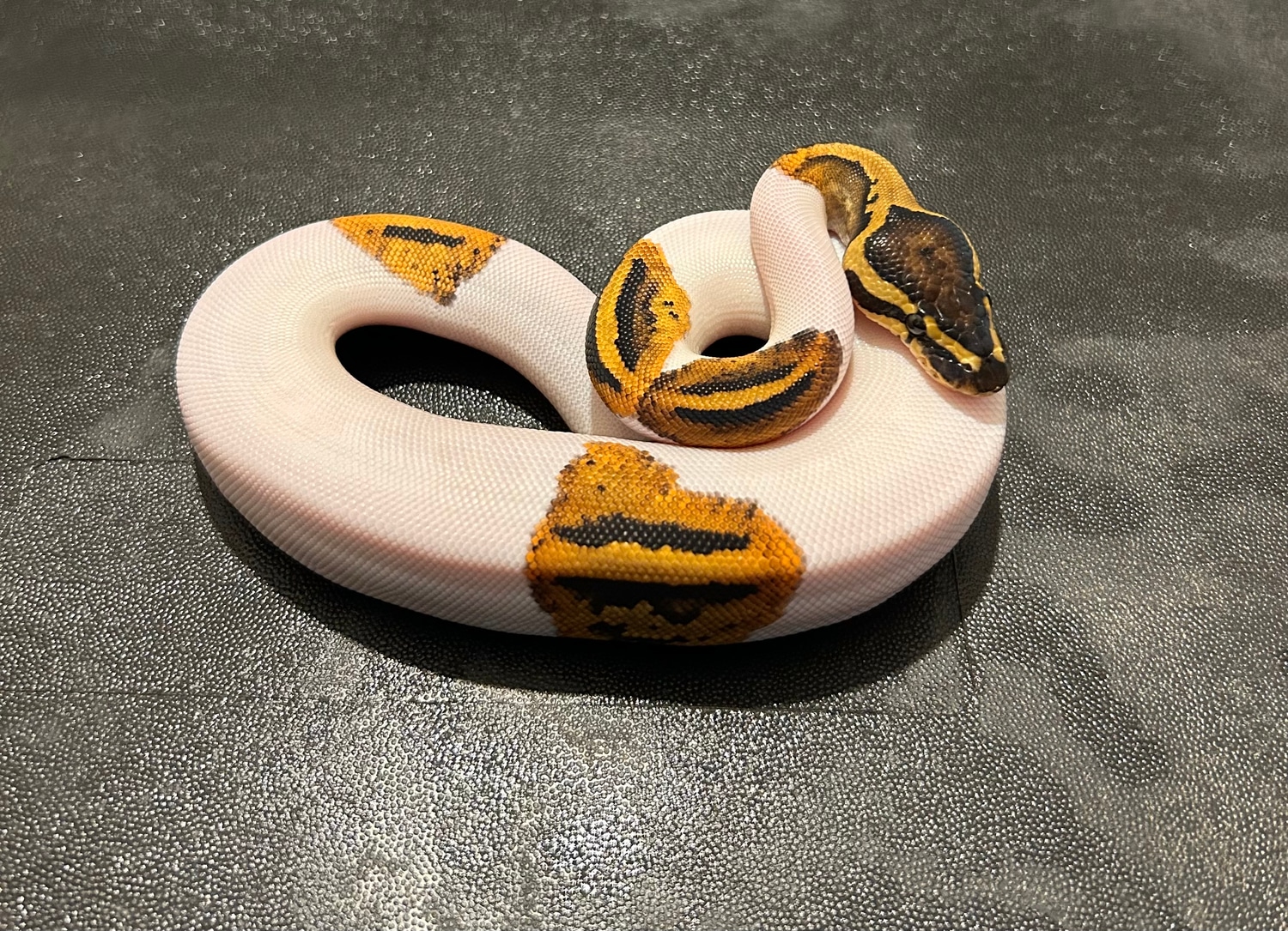 Pied Het Clown Pos Leopard Ball Python by Royal_b_p - MorphMarket