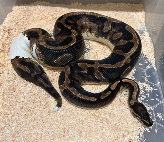 Pied Ball Python by Royal_b_p