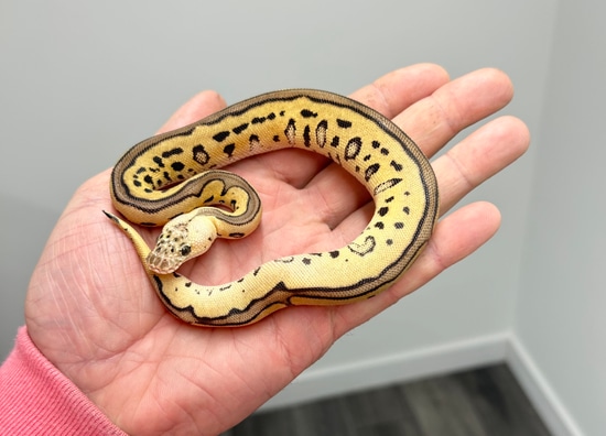 Fire Leopard Pastel Clown Ball Python by Royal_b_p