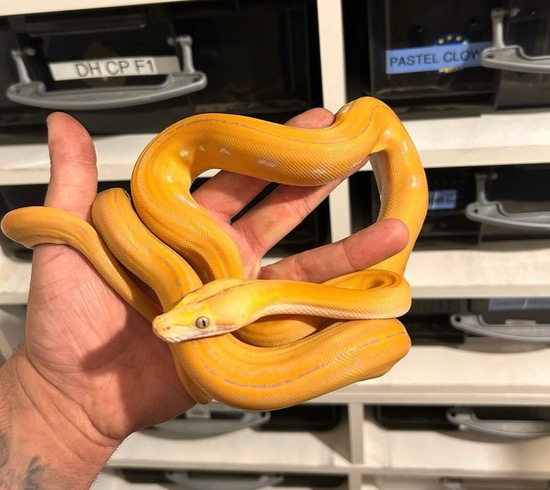 Super Dwarf Golden Child Purple Albino Tiger Reticulated Python by ...