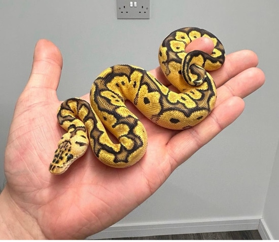 Pastel Clown Het Monarch Ball Python by Royal_b_p