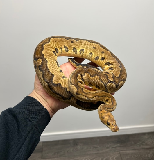 Clown Het Desert Ghost Pos Het Hypo Ball Python by Royal_b_p