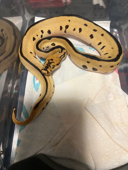OD Batman Ball Python by FernDel Ball pythons