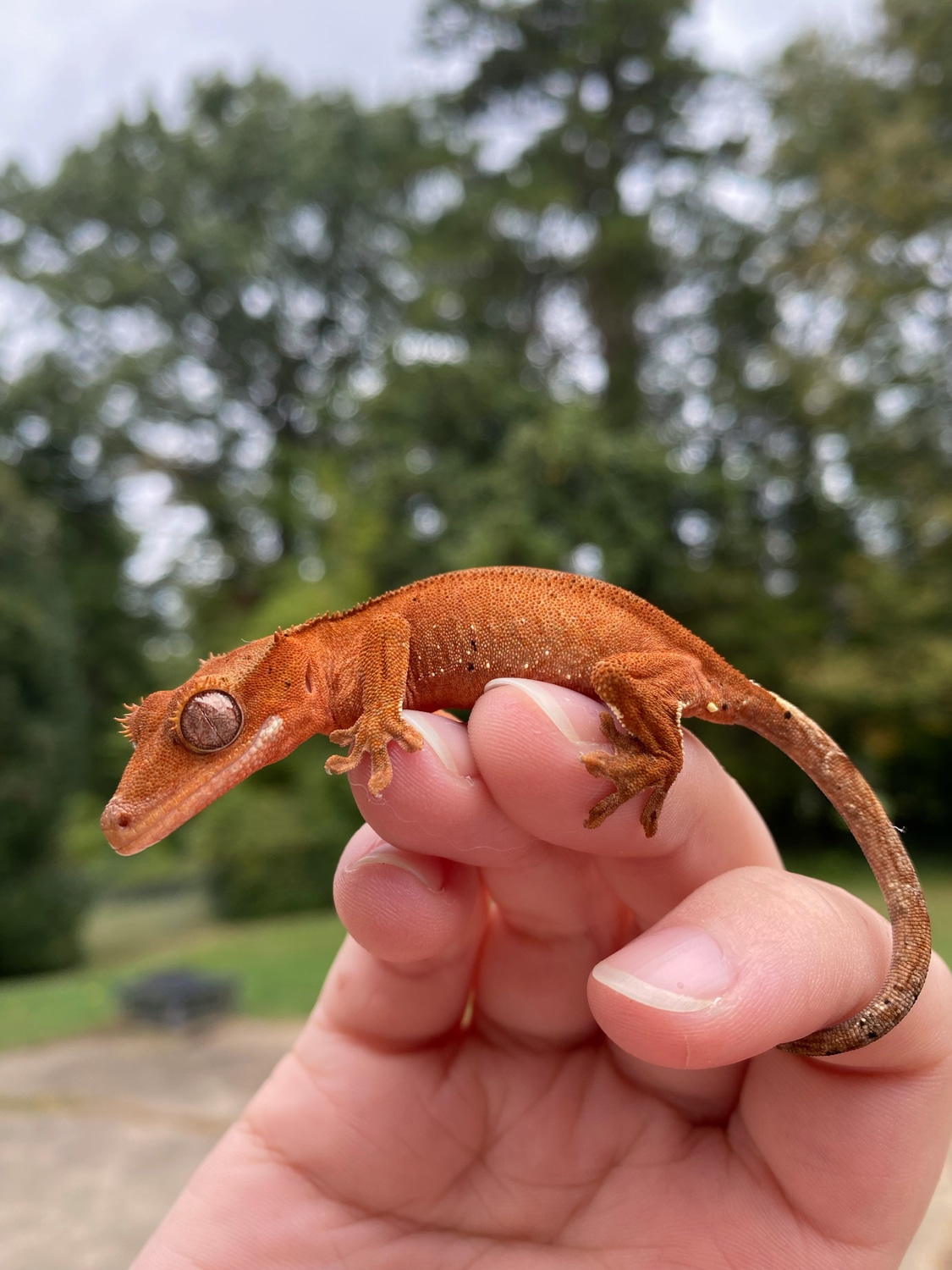 Red Patternless Dalmation Crested Gecko by Fern’s Forest - MorphMarket