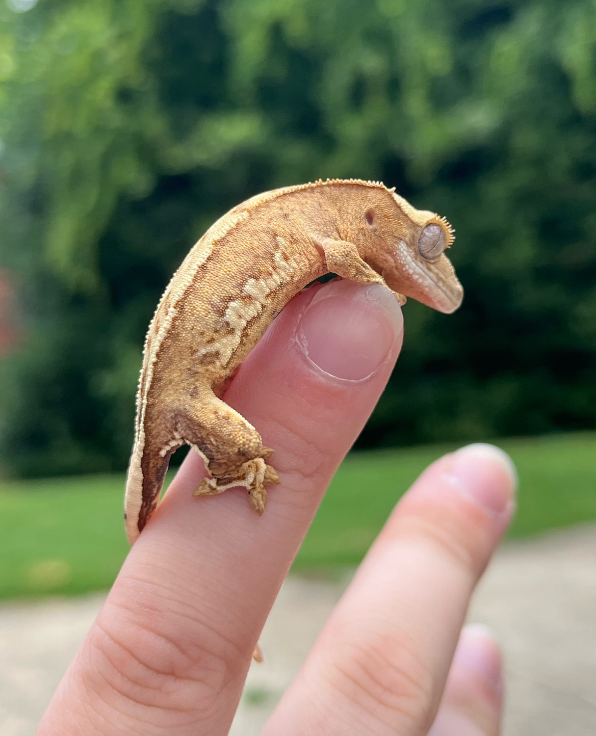 Yellow Baby - Mochi Crested Gecko by Fern’s Forest - MorphMarket