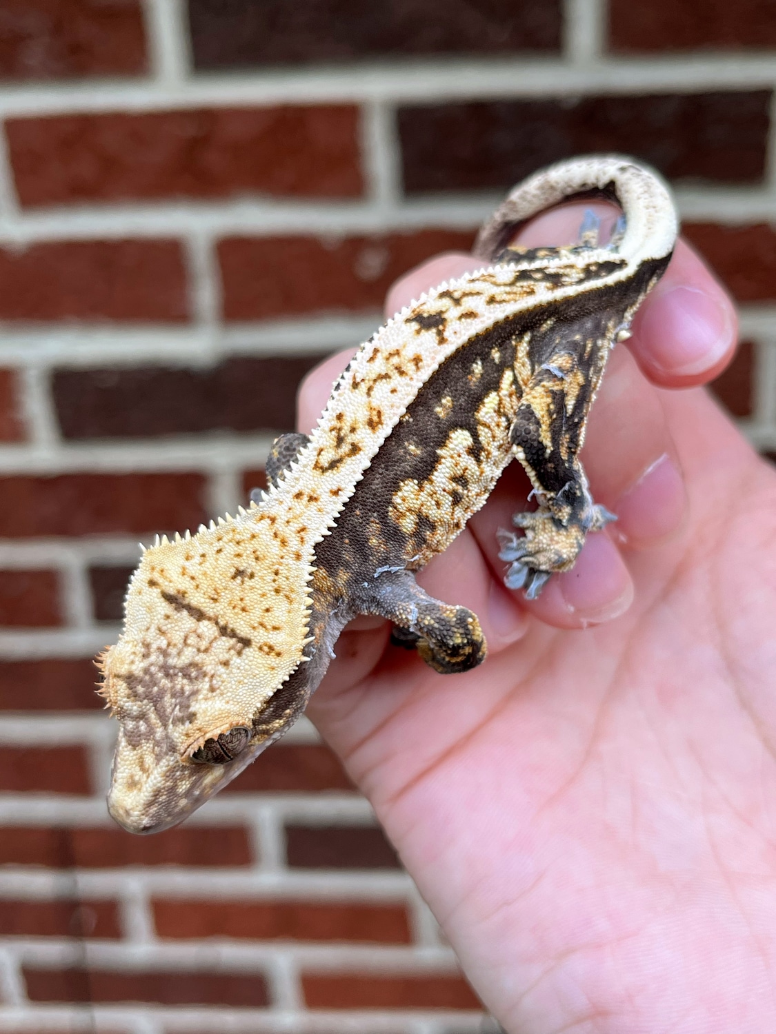 Potential High Pattern Cream Crested Gecko by Fern’s Forest - MorphMarket