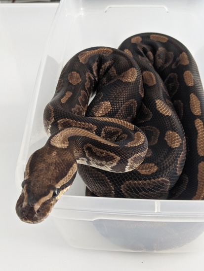 Female Breeder Sable Ball Python by Ferris Royals