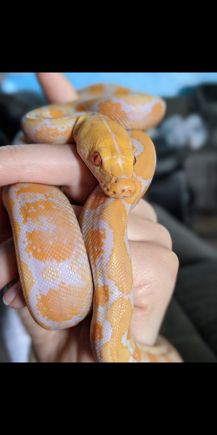 Albino Het Pied Reticulated Python by Ferris Royals - MorphMarket