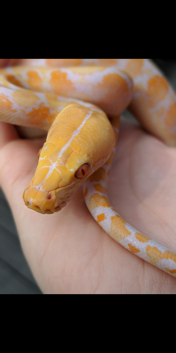 Albino Het Pied Reticulated Python by Ferris Royals - MorphMarket
