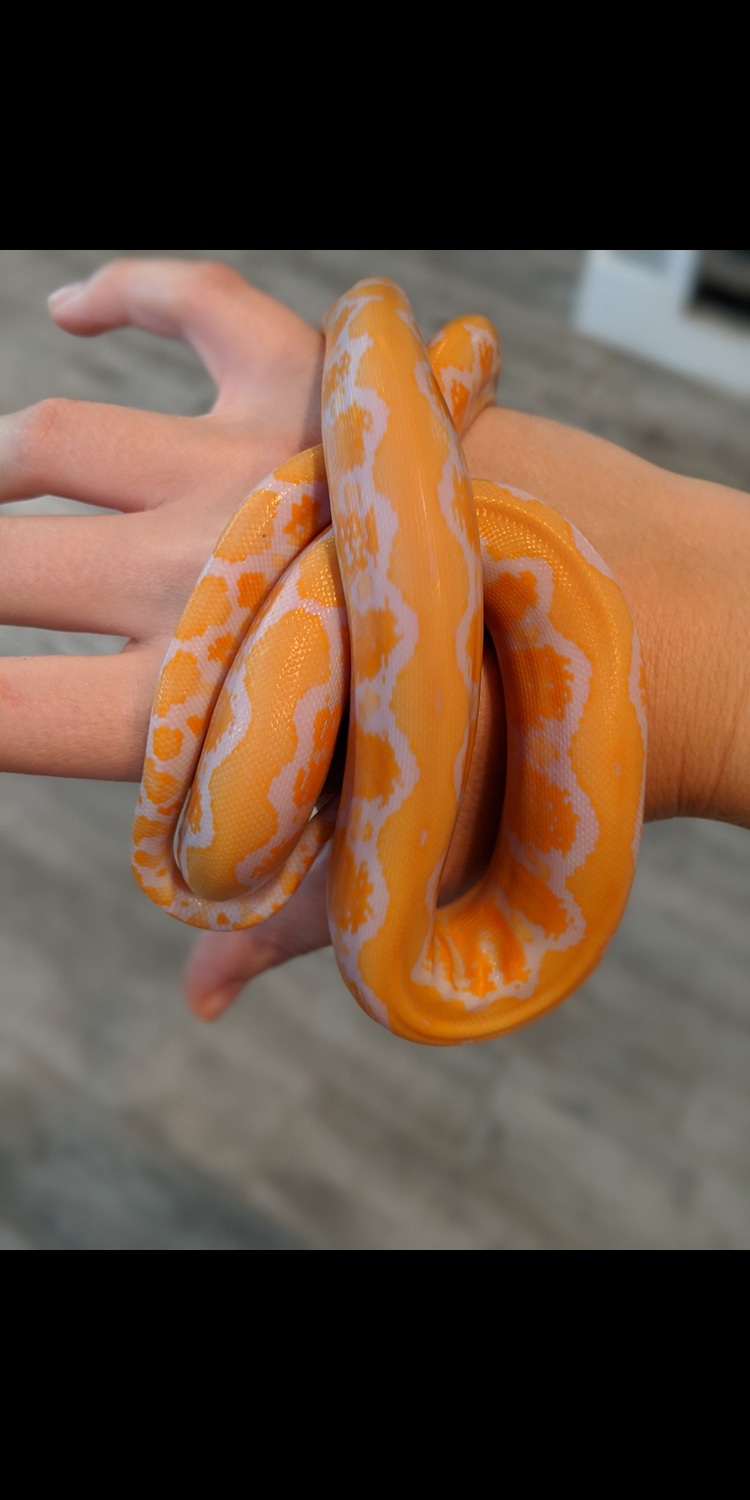 Albino Het Pied Reticulated Python by Ferris Royals - MorphMarket