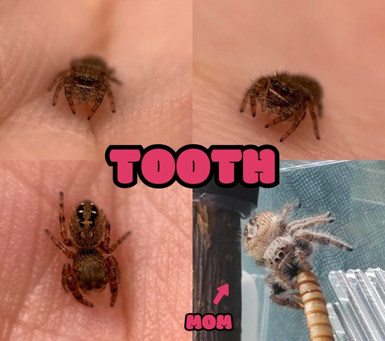 "Tooth" I5 Phidippus Texanus (Texas Jumper) Possible Female Jumping ...