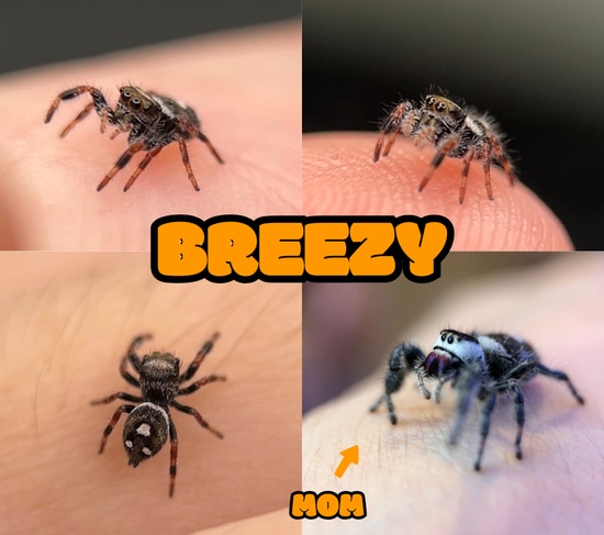 "Breezy" I5 Phidippus Regius Sling (Regal Jumper) - Possible Female ...
