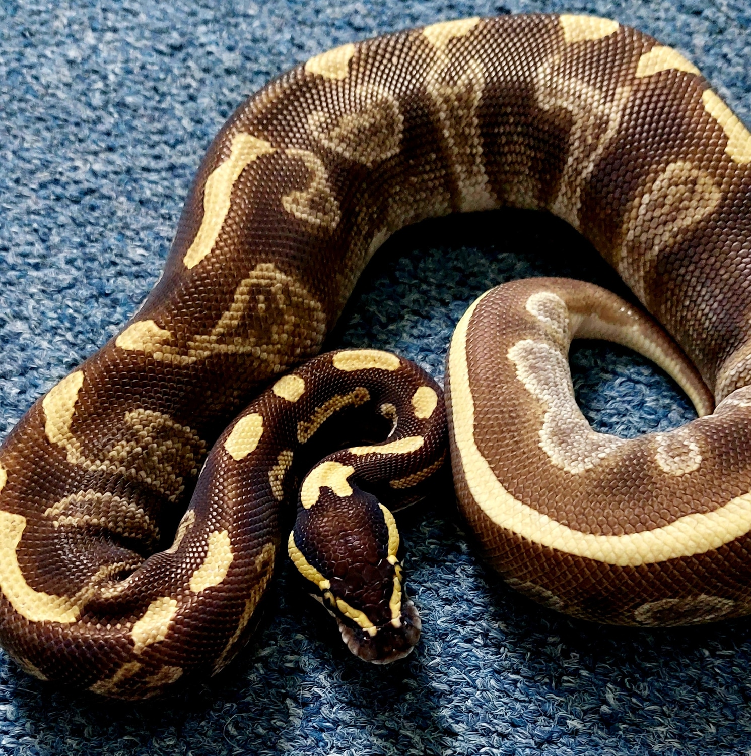 Purrrfect Pythons's Collection - MorphMarket