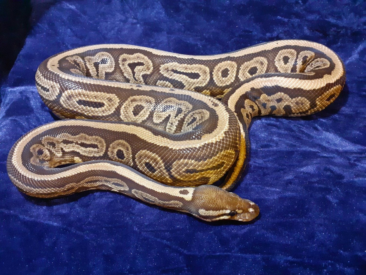 997g Red Stripe Gargoyle Ball Python by Dragonborn Household Serpents ...