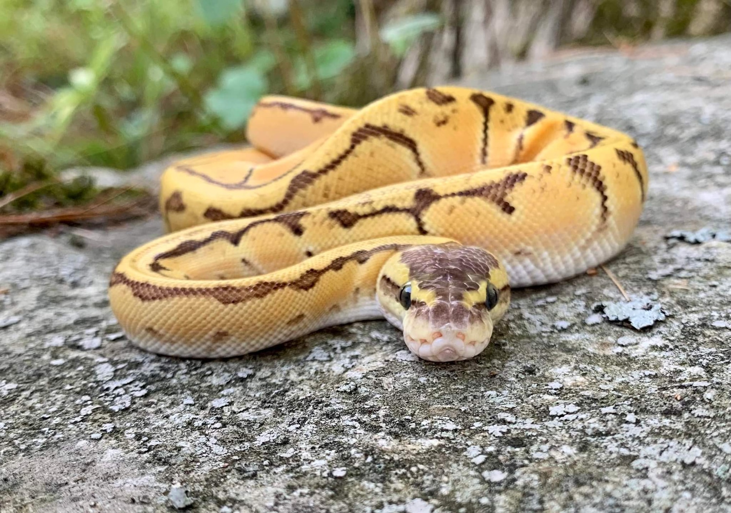 Orange Dream Cypress Enchi Pinstripe Lucifer Pastel Ball Python by ...