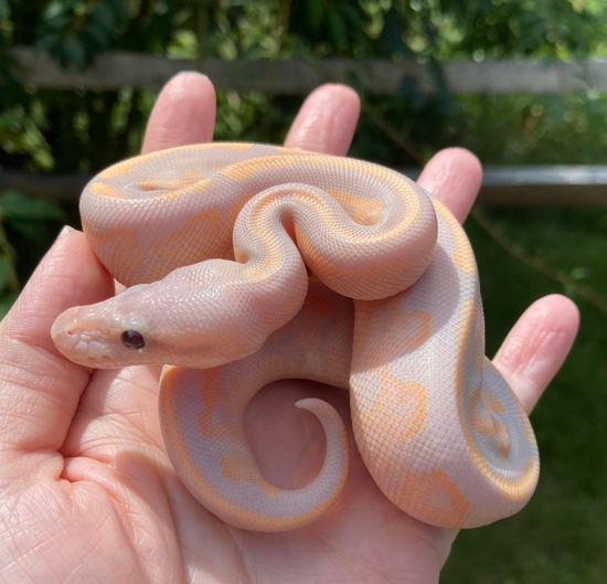 Fire Banana Cinnamon Ball Python by Dragonborn Household Serpents