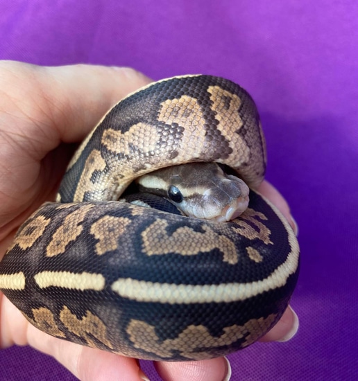 Bongo Cinnamon Yellowbelly Ball Python by Dragonborn Household Serpents