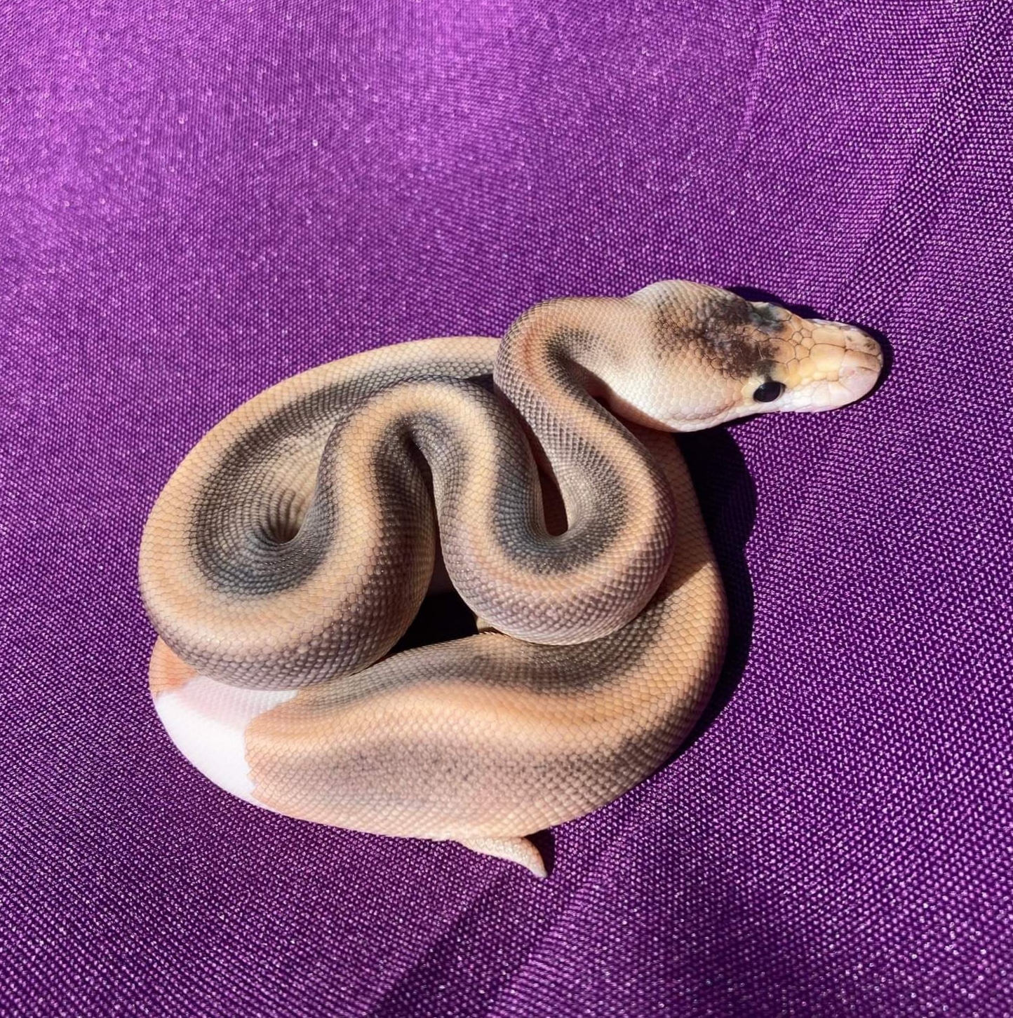 Cinnamon Champagne Ball Python by Dragonborn Household Serpents ...