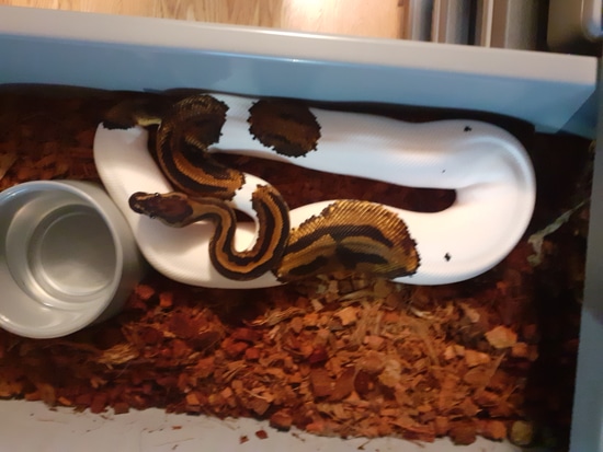 Leo Yb Or Gravel Pied 100% Het Desert Ghost Ball Python by Dragonborn ...