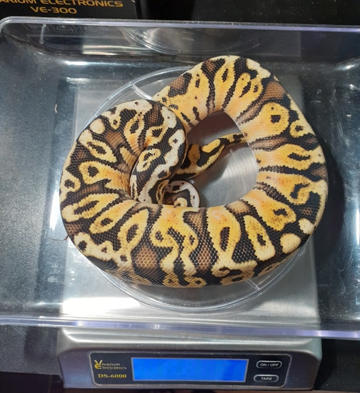 Pastel Yellow Belly Hidden Gene Woma Ball Python by Dragonborn ...