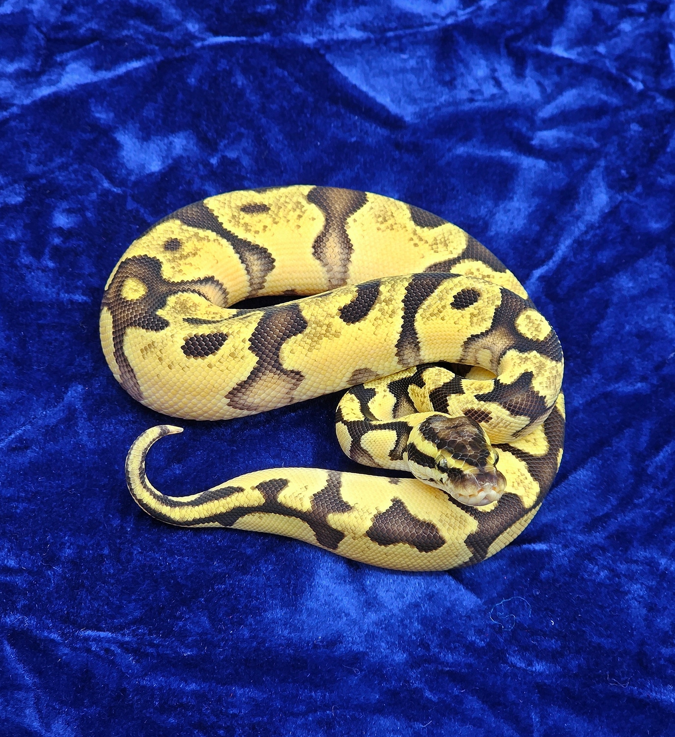 Orange Dream Enchi DBL Het MJ Axanthic Pied (Lightening Pied) Possible ...