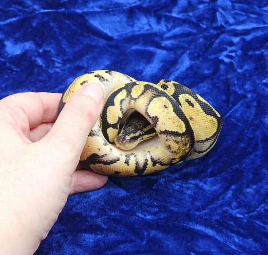 Pastel DBL Het MJ Axanthic Pied (Lightening Pied) Ball Python by ...