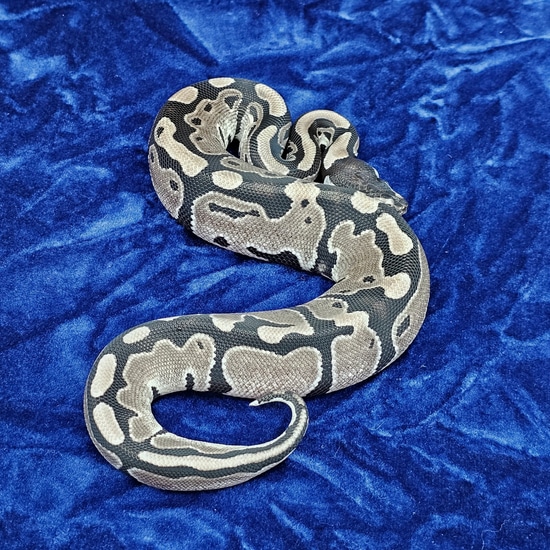 MJ Axanthic 100% Het Pied Ball Python by Dragonborn Household Serpents