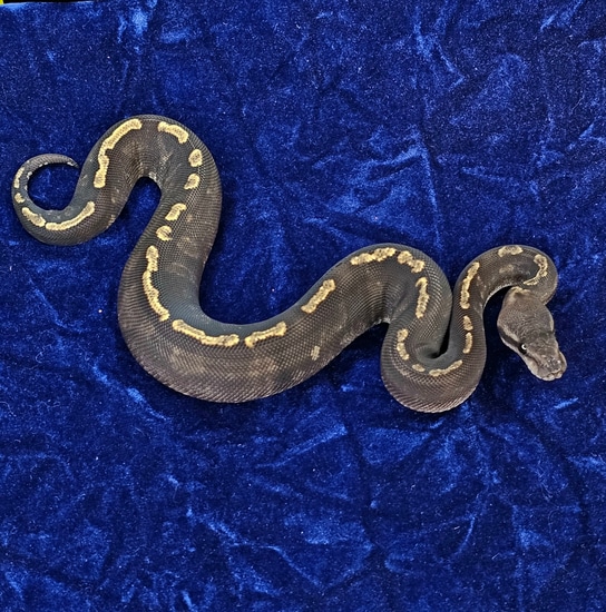 Chocolate GHI Mojave 50% Het Monsoon Possible Het Hypo Ball Python by ...