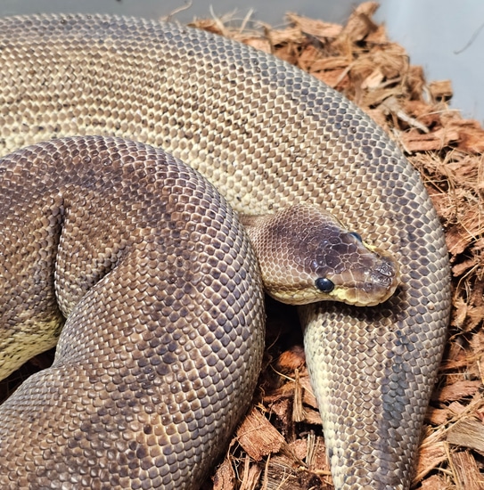 Mahogany Pewter Yellowbelly Or Fader Ball Python by Dragonborn ...