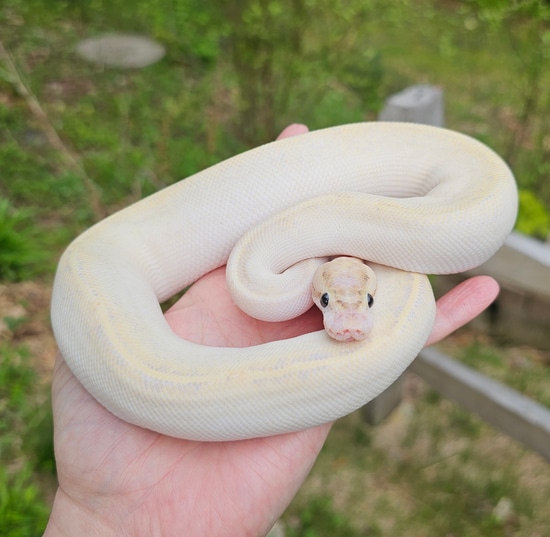 Ivory Het Clown 50% Het Pied Ball Python by Dragonborn Household Serpents