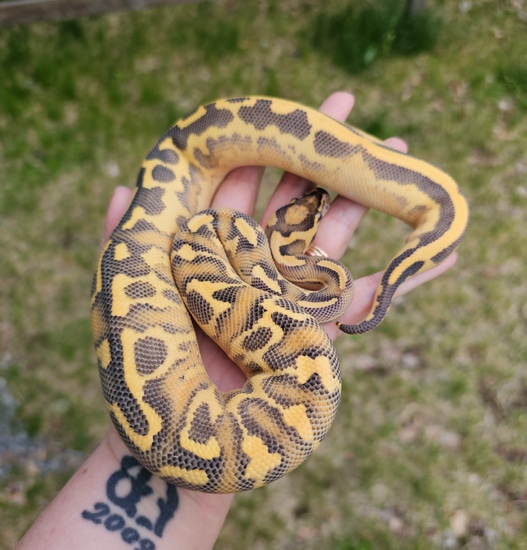 Leopard Highway DBL Het Clown Pied Ball Python by Dragonborn Household ...
